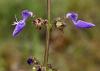 Key to Lamiaceae of Western Australia - Lucid4 Key Player