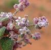 Key to Lamiaceae of Western Australia - Lucid4 Key Player