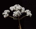 Key to Lamiaceae of Western Australia - Lucid4 Key Player