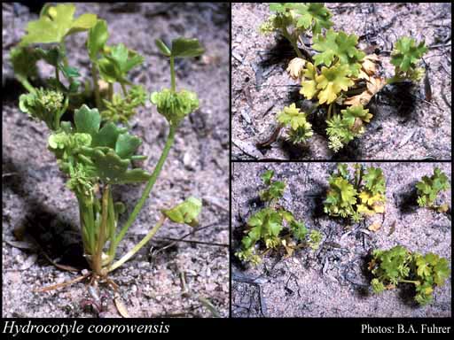 Taxon Profile of Hydrocotyle coorowensis H.Eichler | Florabase