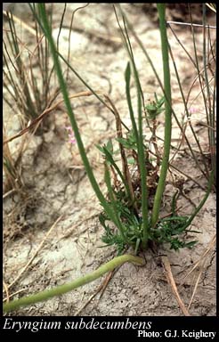 Taxon Profile of Eryngium subdecumbens (Benth.) Keighery | Florabase