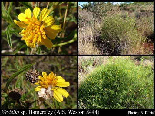 Photograph: Wedelia sp. Hamersley (A.S. Weston 8444) | Florabase