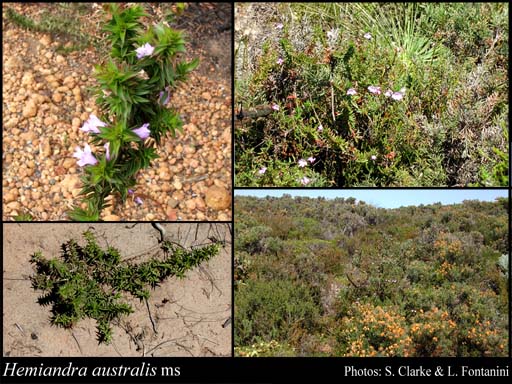 Taxon Profile of Hemiandra australis B.J.Conn | Florabase
