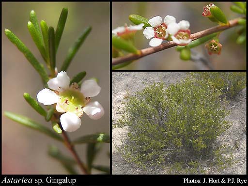 Taxon Profile of Astartea sp. Gingalup (N. Gibson & M. Lyons 119 ...