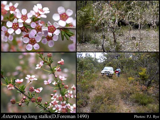 Taxon Profile of Astartea sp. long stalks (D. Foreman 1490) | Florabase