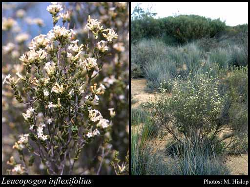 Taxon Profile of Leucopogon inflexifolius E.A.Br. | Florabase