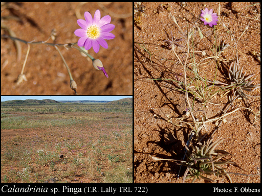 Photograph: Calandrinia sp. Pinga (T.R. Lally TRL 722) | Florabase