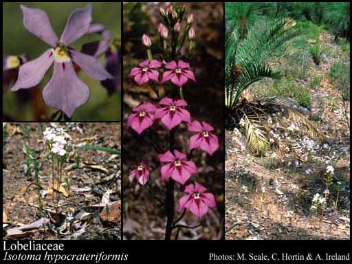 Taxon Profile of Lobeliaceae Juss. | Florabase