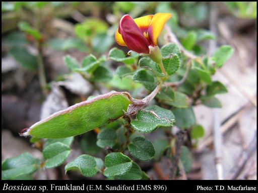 Taxon Profile of Bossiaea sp. Frankland (E.M. Sandiford EMS 896 ...