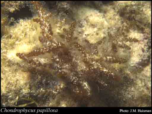 Taxon Profile of Chondrophycus papillosus (C.Agardh) Garbary & J.T ...