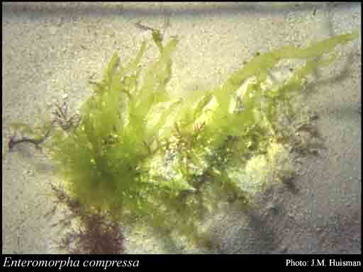 Taxon Profile of Enteromorpha compressa (L.) Nees | Florabase