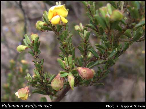 Taxon Profile of Pultenaea wudjariensis Orthia | Florabase