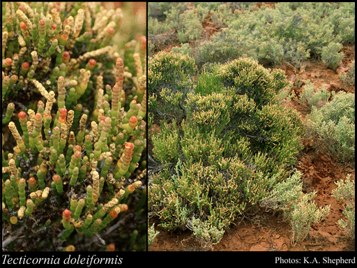 Taxon Profile of Tecticornia doleiformis (Paul G.Wilson) K.A.Sheph ...