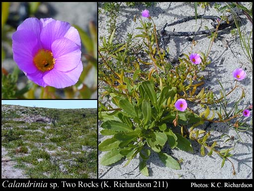 Photograph: Calandrinia sp. Two Rocks (K. Richardson 211) | Florabase