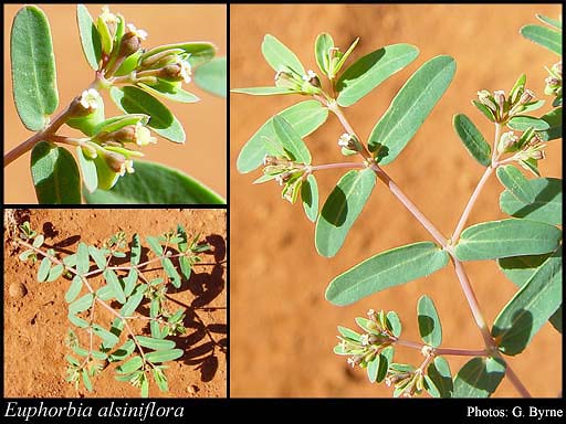 Photograph: Euphorbia alsiniflora Baill. | Florabase