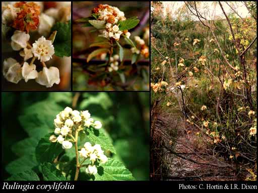 Taxon Profile of Rulingia corylifolia Graham | Florabase