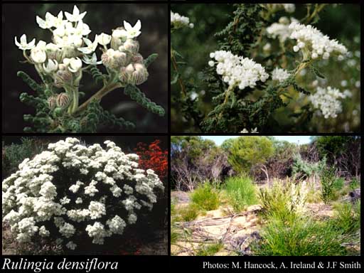Taxon Profile of Rulingia densiflora (Turcz.) Benth. | Florabase