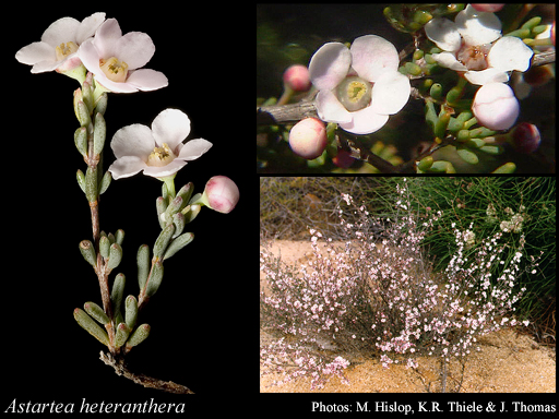 Taxon Profile of Astartea heteranthera C.A.Gardner | Florabase