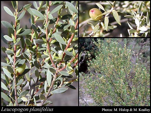 Photograph: Leucopogon planifolius Sond. | Florabase