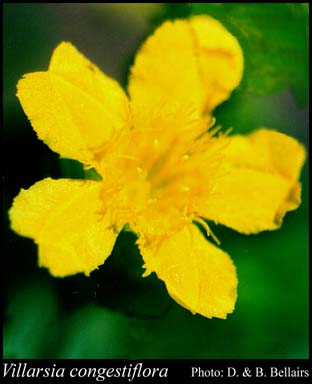 Taxon Profile of Villarsia congestiflora F.Muell. | Florabase