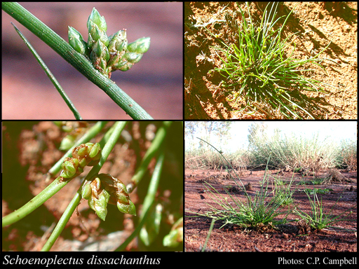 Taxon Profile of Schoenoplectus dissachanthus (S.T.Blake) J.Raynal ...